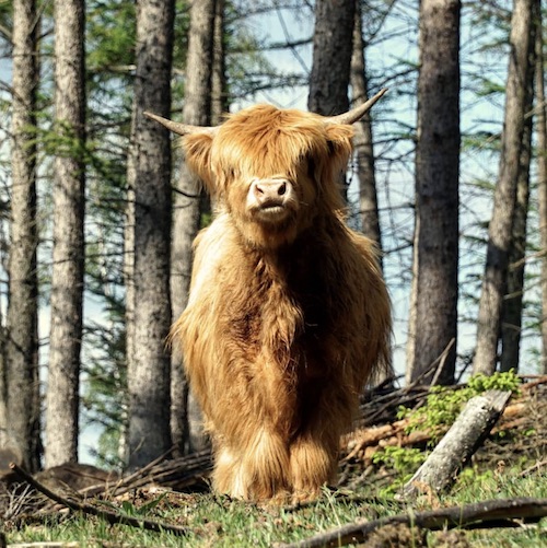 9 x Bielefeld für Tier-Liebhaber // Tierparks Bielefeld